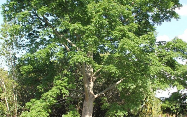 Árboles y Flores de Puerto Rico