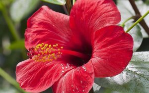 Árboles y Flores de Puerto Rico