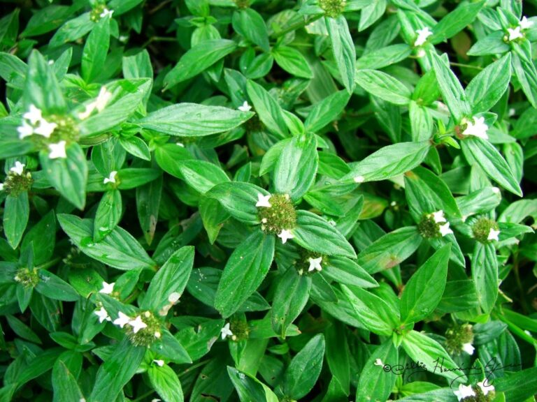 Plantas medicinales de Puerto Rico - Árboles de Puerto Rico