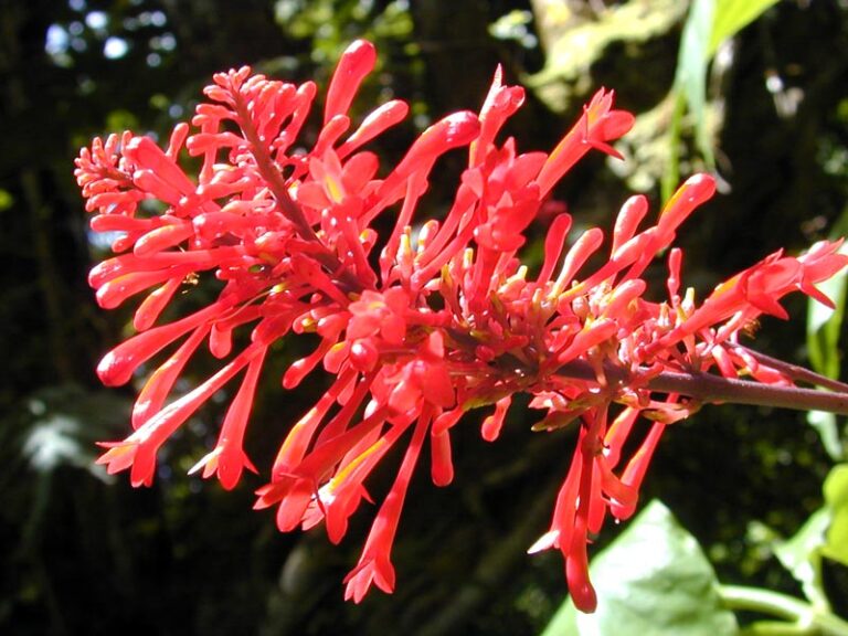 Tipos de flores en Puerto Rico - Árboles de Puerto Rico