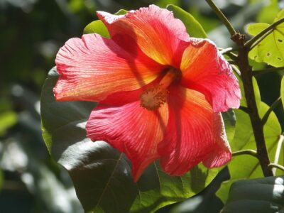 Tipos de flores en Puerto Rico - Árboles de Puerto Rico