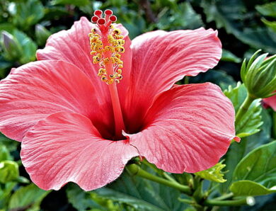 Plantas silvestres de Puerto Rico - Árboles y Flores de Puerto Rico