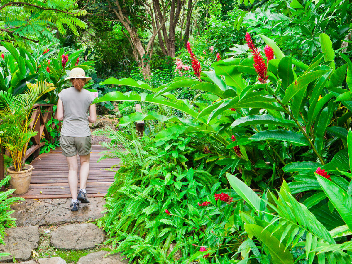 Árboles de Puerto Rico, los árboles típicos más bellos de Borinquén