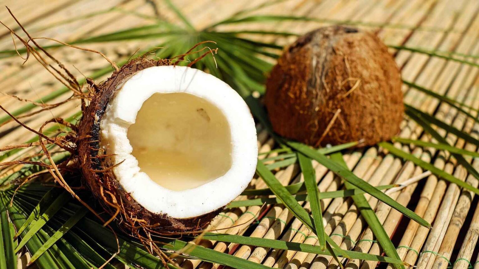 Coco, sus beneficios y como usarlo - Árboles de Puerto Rico