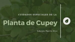 Cuidados de la Planta de Cupey - Árboles de Puerto Rico